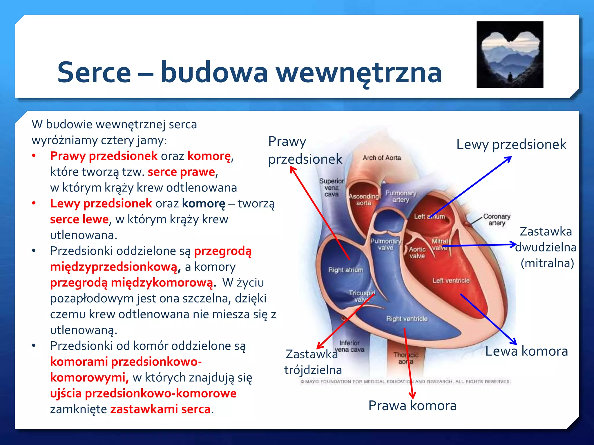 Serce budowa | PPTX