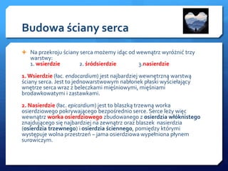 Serce budowa | PPTX