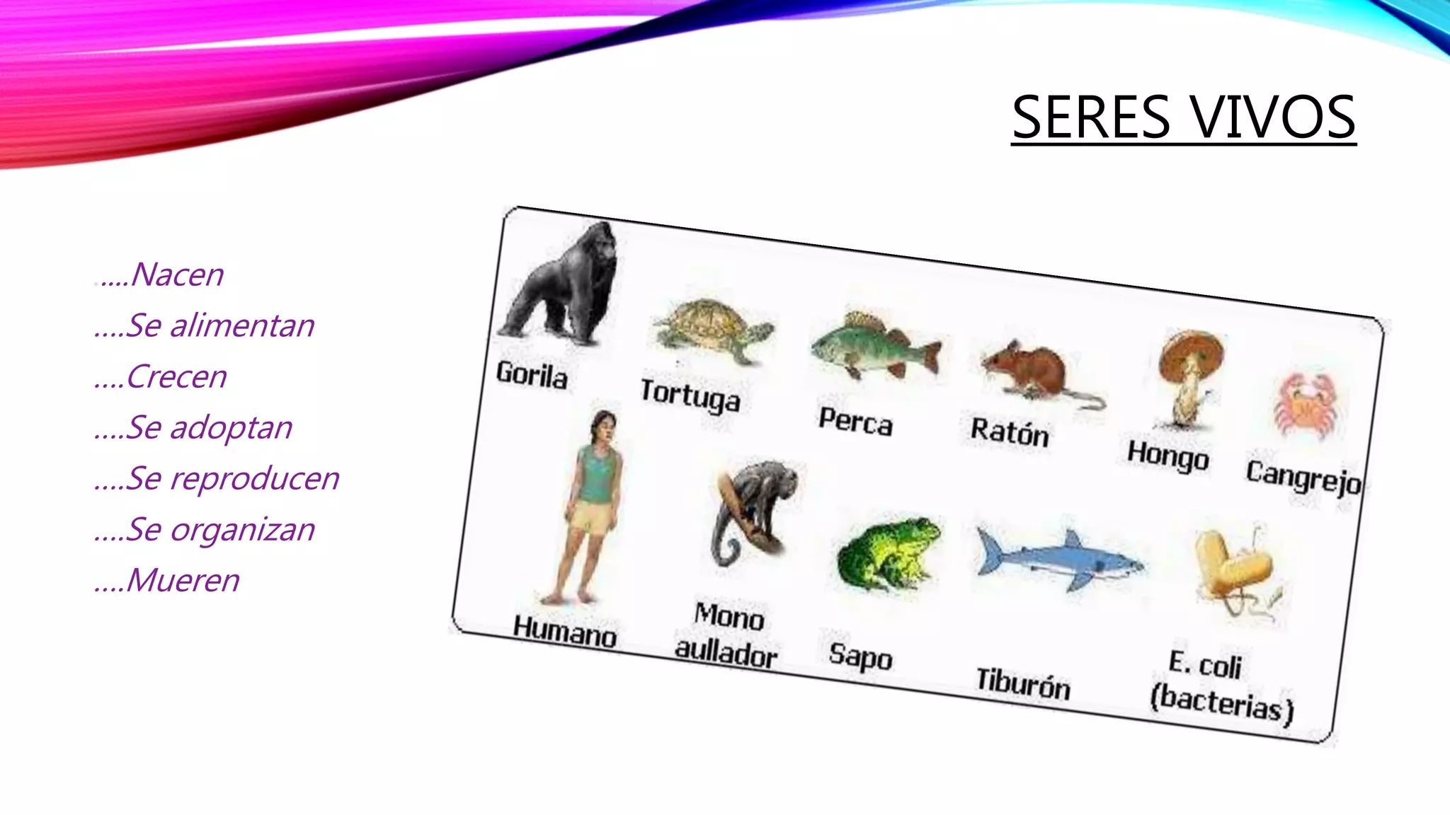 Seres vivos Camila y Aime 4°C | PPTX | Biological Sciences | Science