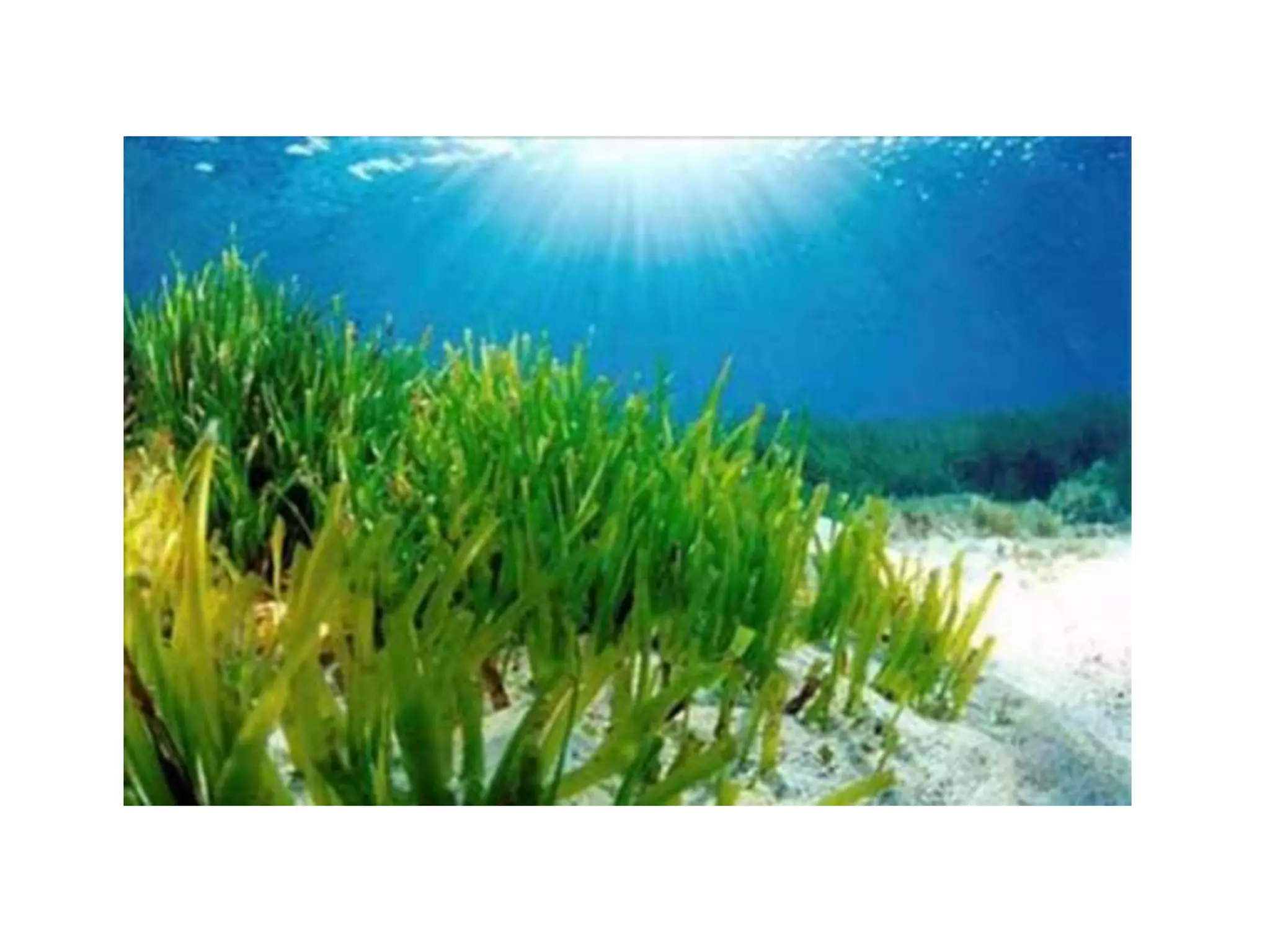 Seres vivos e inertes. unidad 1 | PPTX | Biological Sciences | Science