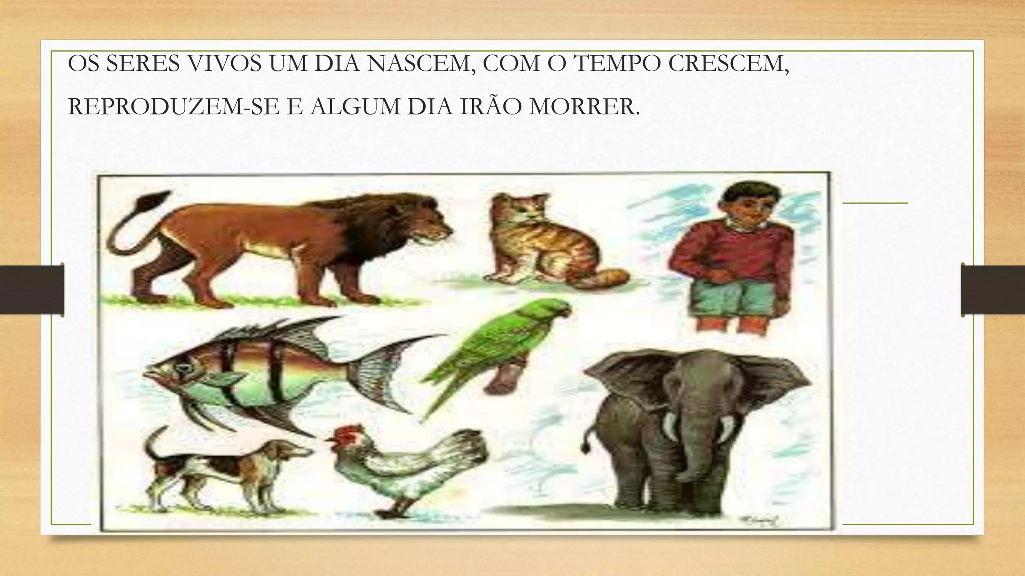 Seres vivos e os elementos não vivos | PPT