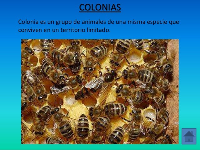 Seres vivospincence astoreca-ruffini