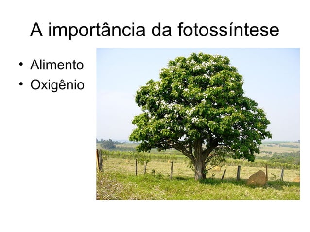 Seres vivos produtores | PPT