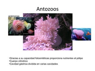 Seres vivos: Clasificación Invertebrados | PPT | Infertility ...