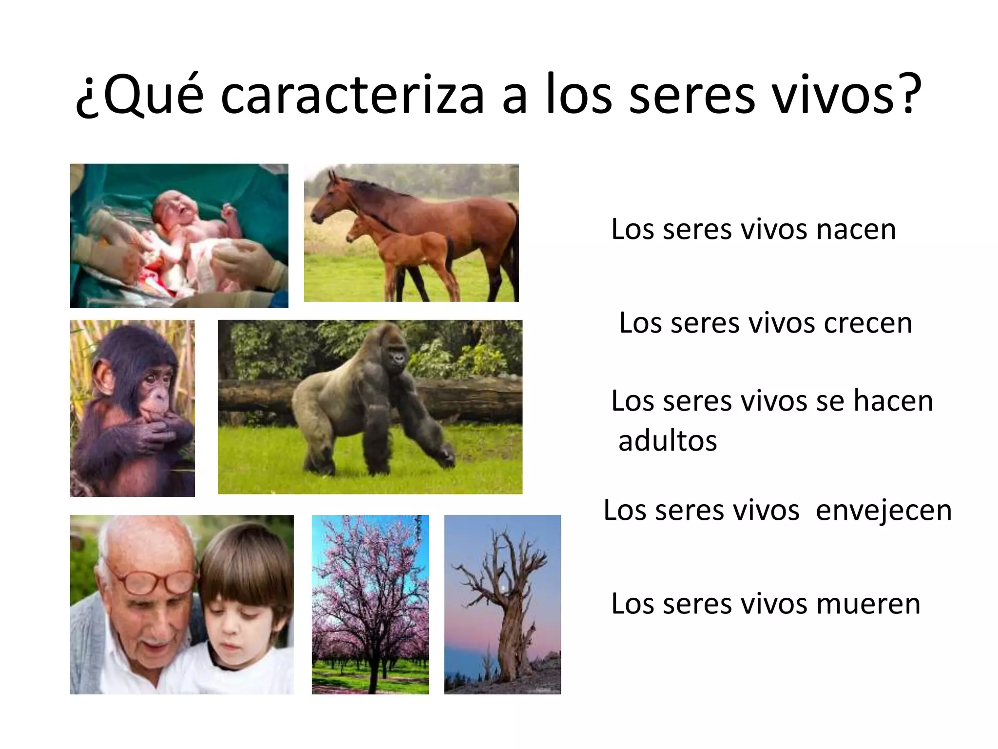 Seres vivos y objetos inertes | PPTX