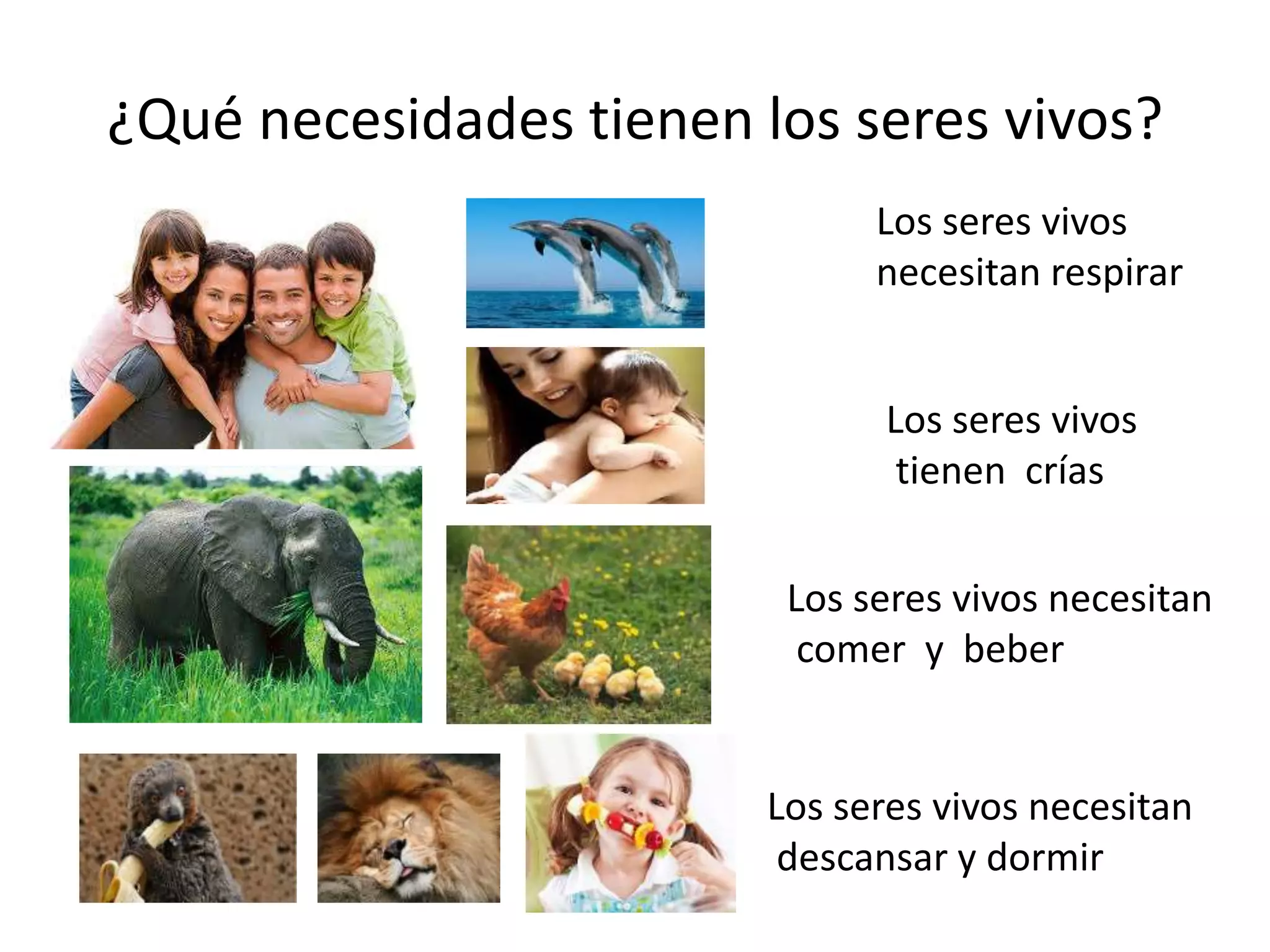 Seres vivos y objetos inertes | PPT
