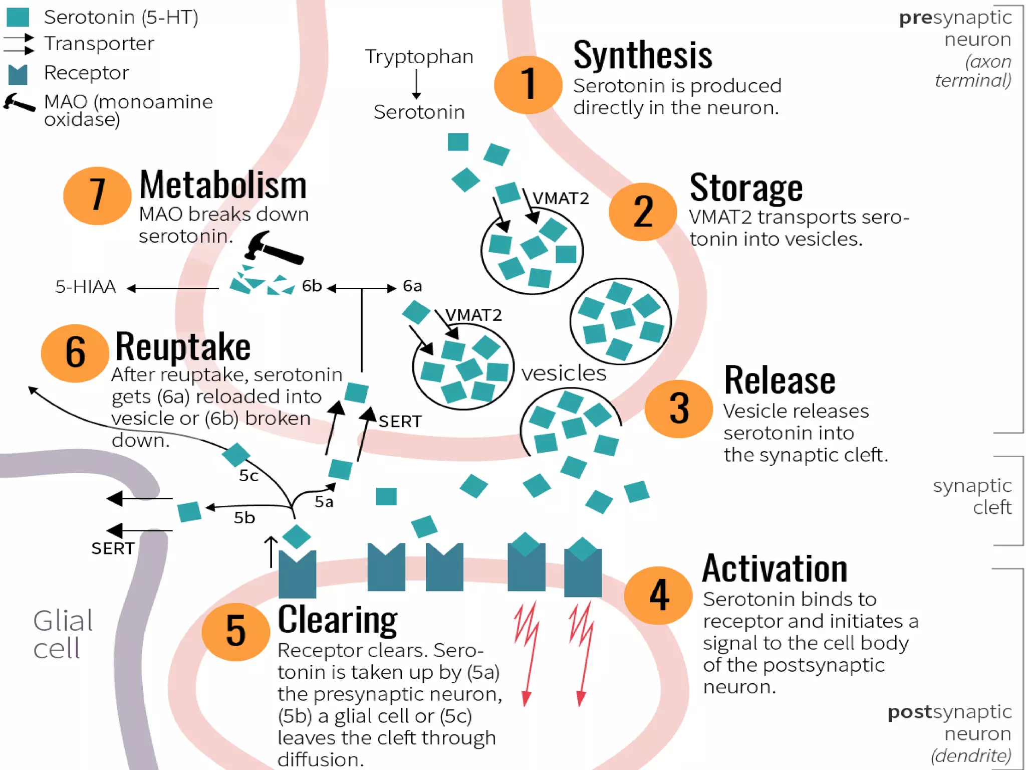 Seretonin (5HT) and Its Antagonists Pharmacology | PPTX