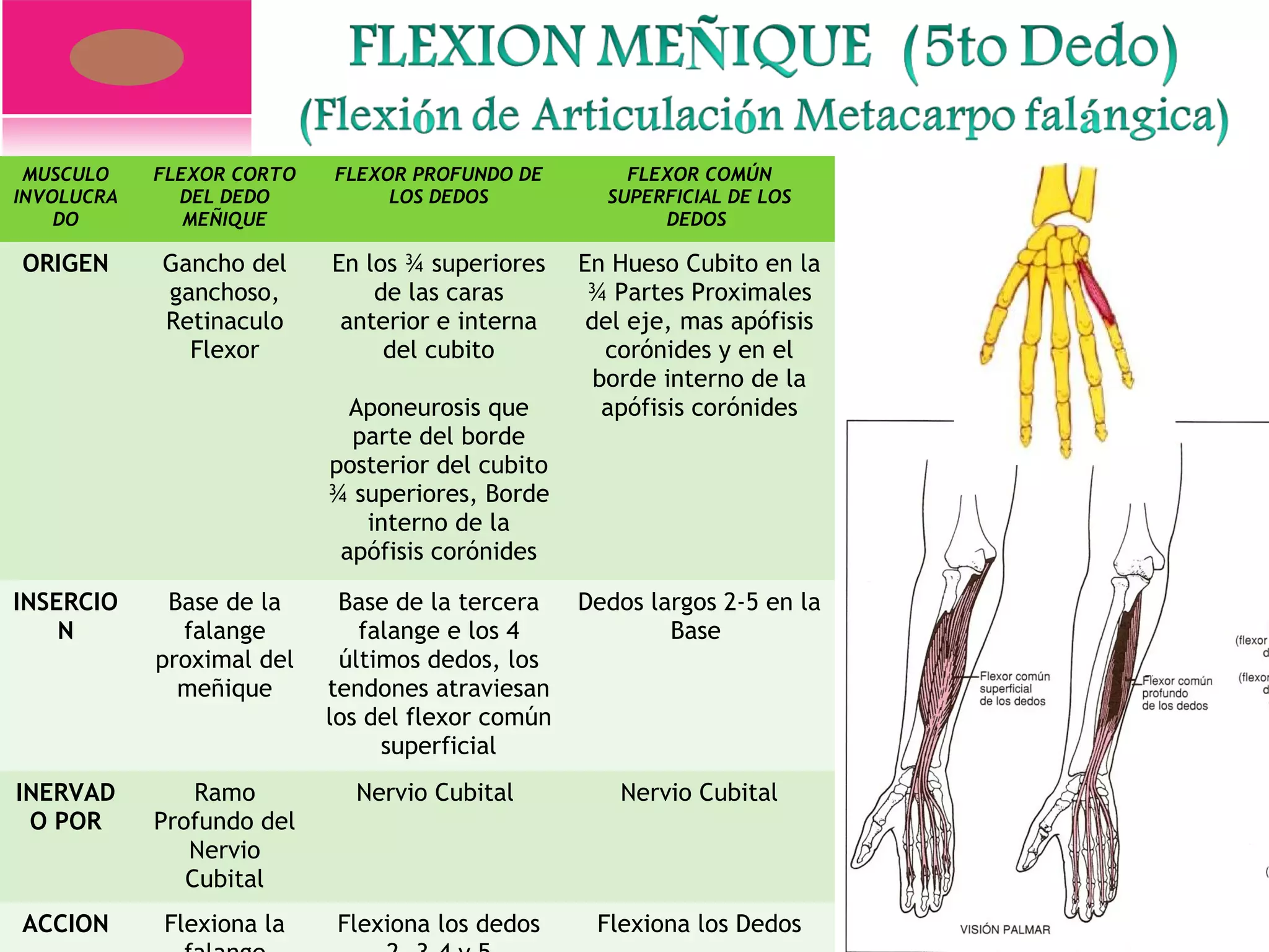 Musculos del Pulgar y Dedo Meñique | PPT