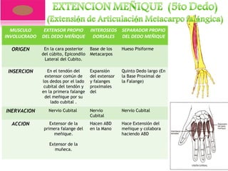 Musculos del Pulgar y Dedo Meñique | PPT