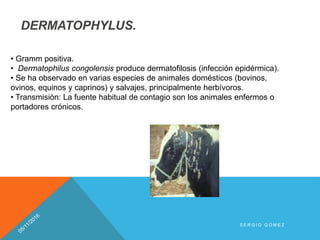 Medicina veterinaria y zootecnia | PPTX