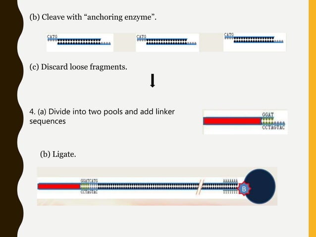 Serial analysis of gene expression | PPTX | Programming Languages | Computing