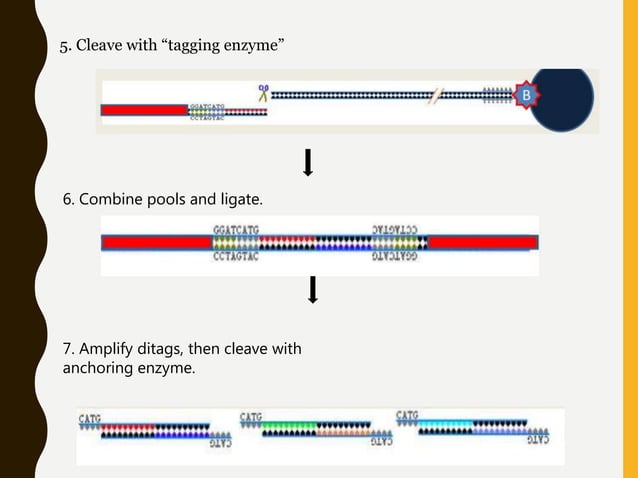 Serial analysis of gene expression | PPTX | Programming Languages | Computing