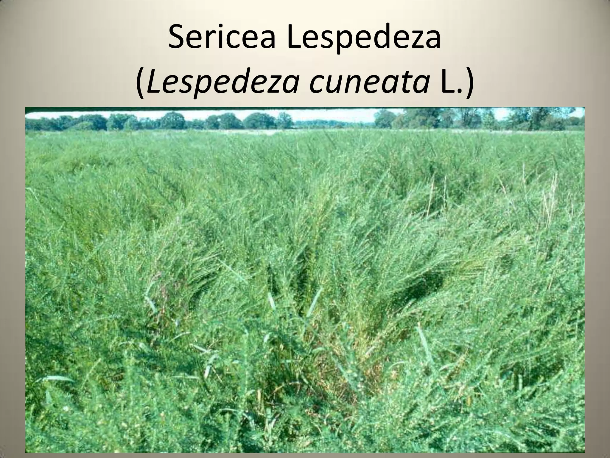 Sericea lespedeza | PPTX