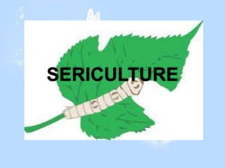 Sericulture | PPTX