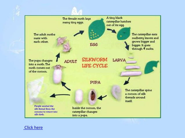 Sericulture | PPTX | Needlework | Arts and Crafts