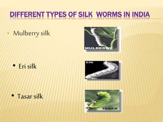 Sericulture: History,silk route & types of silk | PPTX