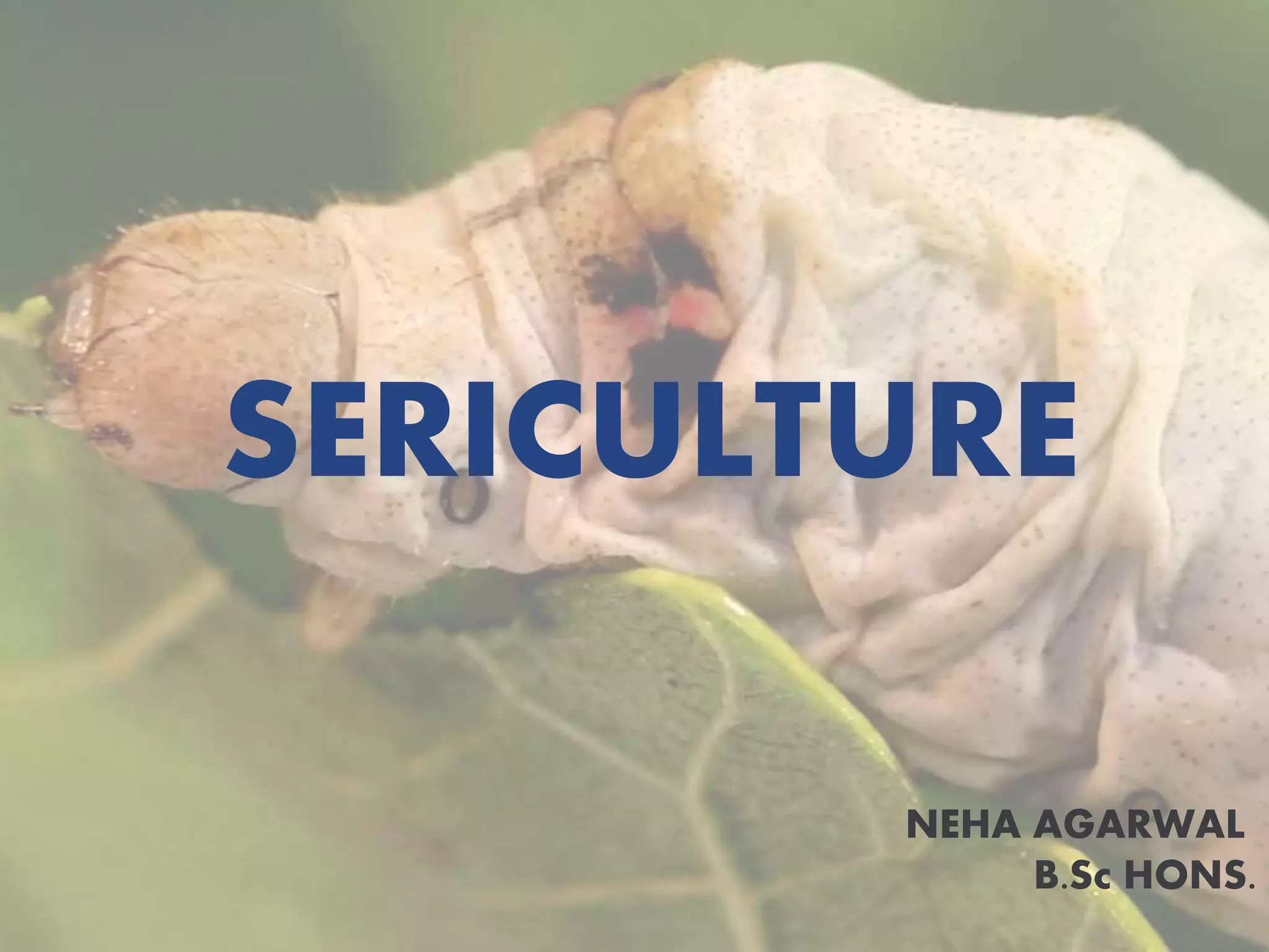 Sericulture | PPTX