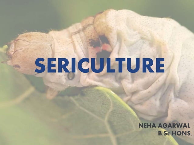 Sericulture | PPTX | Beekeeping | Hobbies & Interests