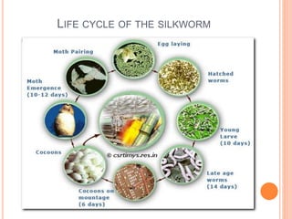Sericulture | PPTX