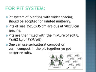 mulberry cultivation | PPTX