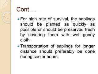 Nursery techniques of mulbery plant | PPTX