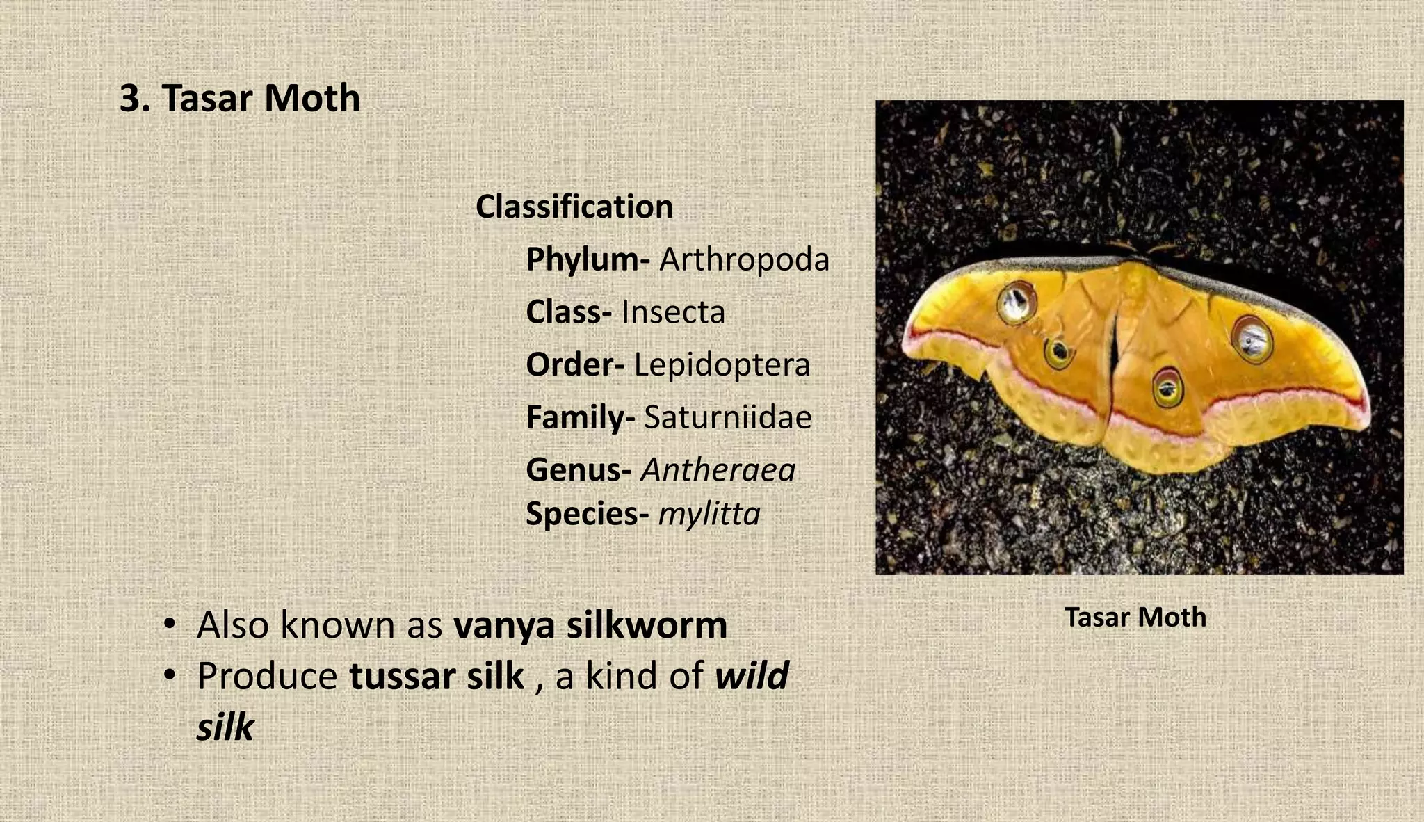 Sericulture | PPTX
