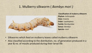 Sericulture | PPTX