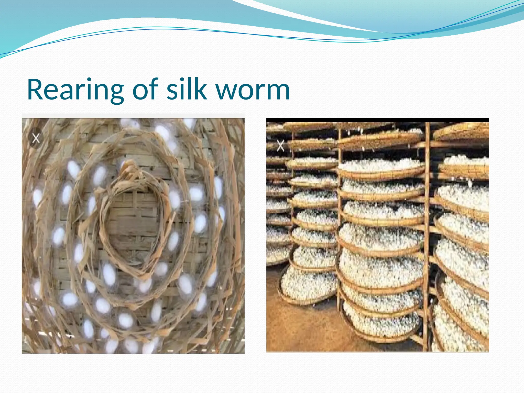 sericulture in india -types-191111140645.pptx