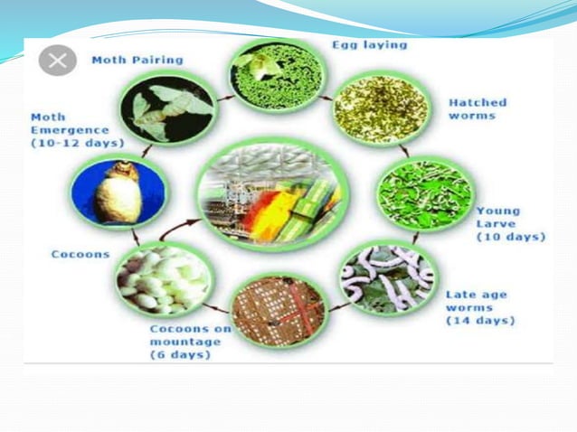 Sericulture | PPTX | Needlework | Arts and Crafts