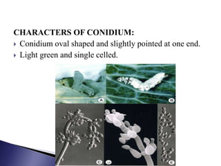 Sericulture | PPTX