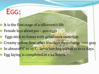 Sericulture | PPT