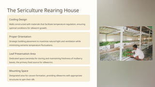 Sericulture- Rearing , mounting and harvesting.pptx