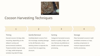 Sericulture- Rearing , mounting and harvesting.pptx