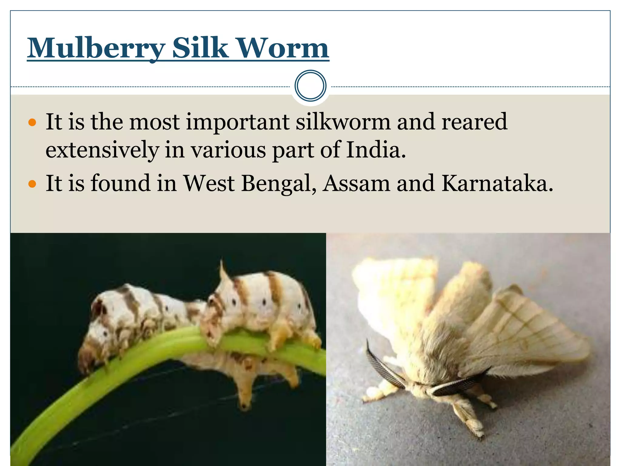 Sericulture | PPTX