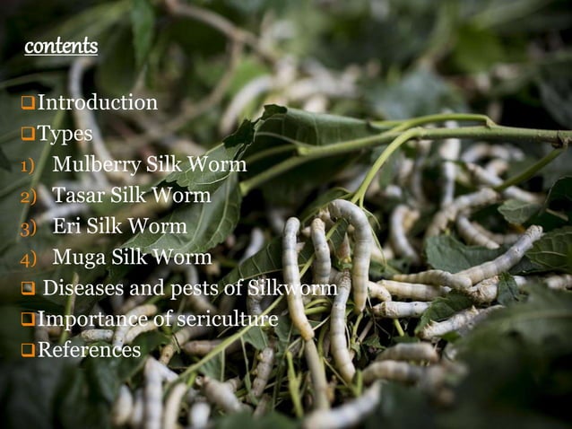Sericulture | PPT