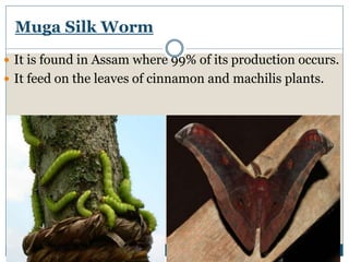 Sericulture | PPT