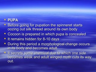 Sericulture lec China History Stages Duration Activity | PPT