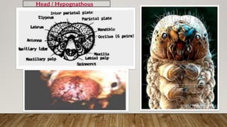 Morphology and lifecycle of Bombyxmori ppt by Eshwarappa.pptx