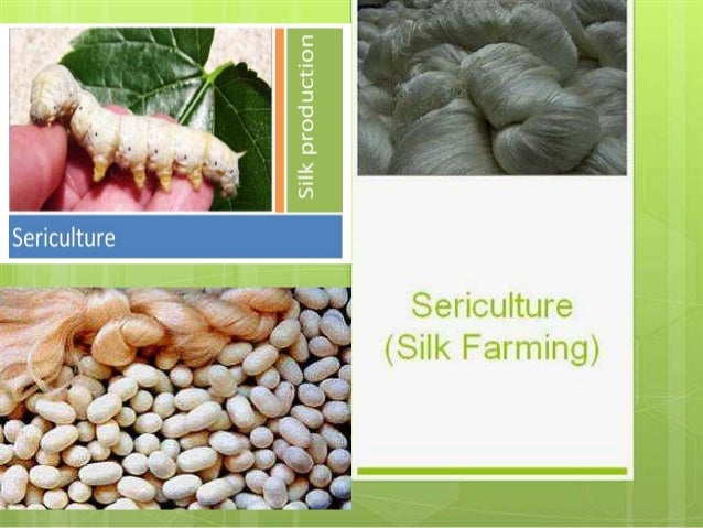 Sericulture presentation