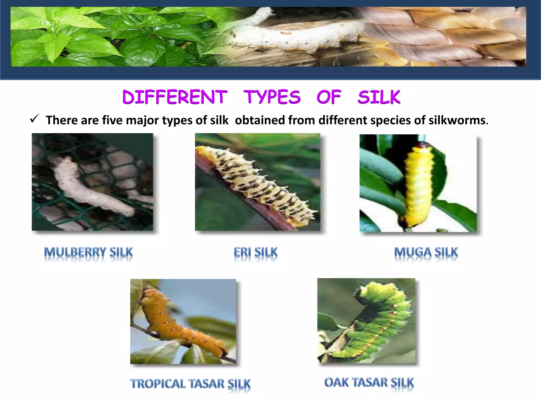 Sericulture & types of silks 1 | PPSX