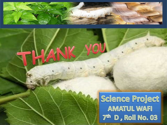 Sericulture & types of silks 1 | PPT