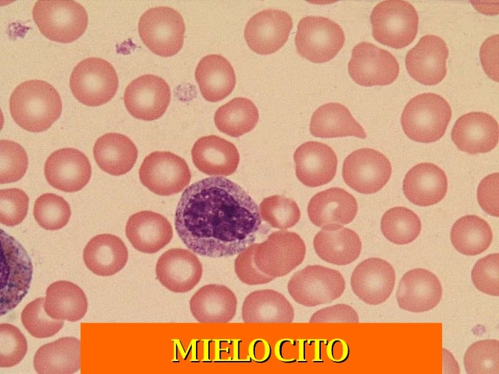 HEMATOATLAS 2017 – En la médula ósea hay unas células madre ...