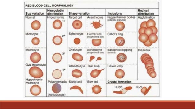 Citometría Hemática -Serie roja