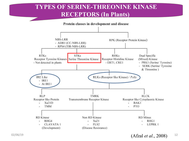 Serine threonine kinase rceptors | PPT