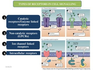 Serine threonine kinase rceptors | PPT