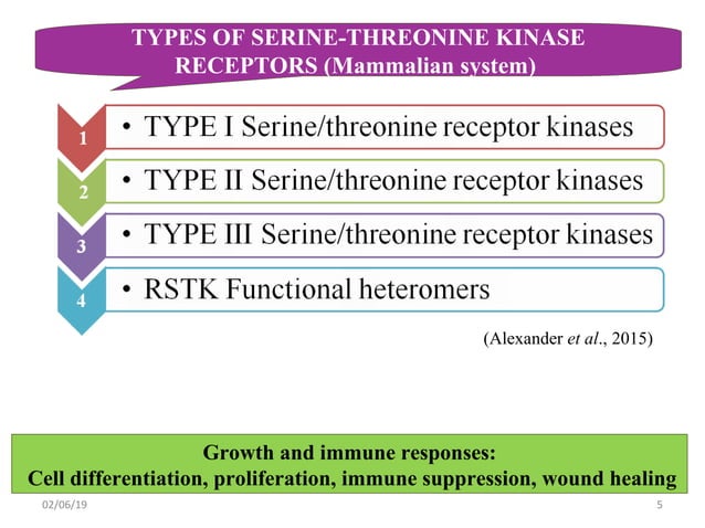 Serine threonine kinase rceptors | PPT