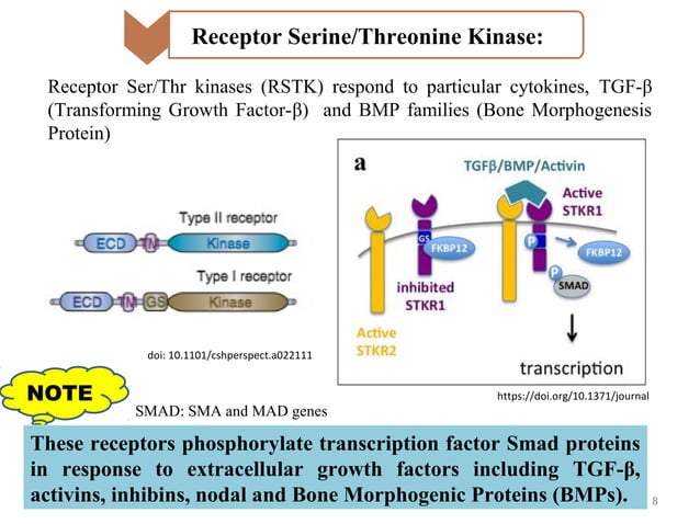 Serine threonine kinase rceptors | PPT