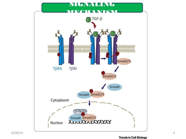Serine threonine kinase rceptors | PPT