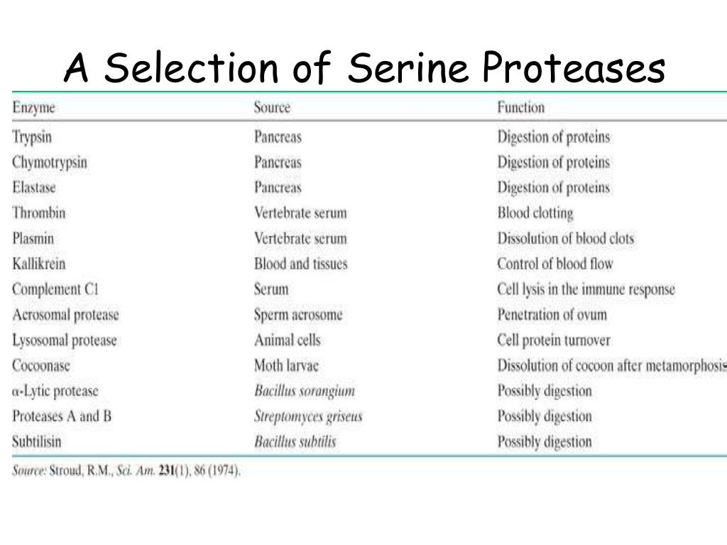 Serine Protease