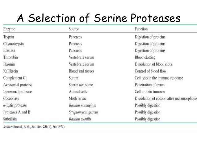 Serine protease